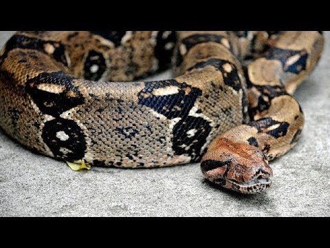 Woman calls 911 as rescued boa constrictor wraps around her face - YouTube