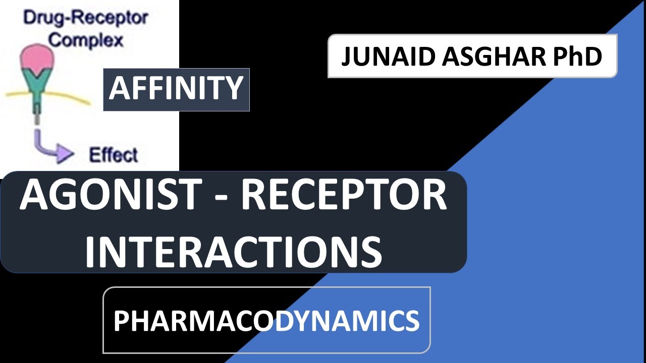 Affinity | Ligand-Receptor Interactions || Junaid Asghar PhD - YouTube