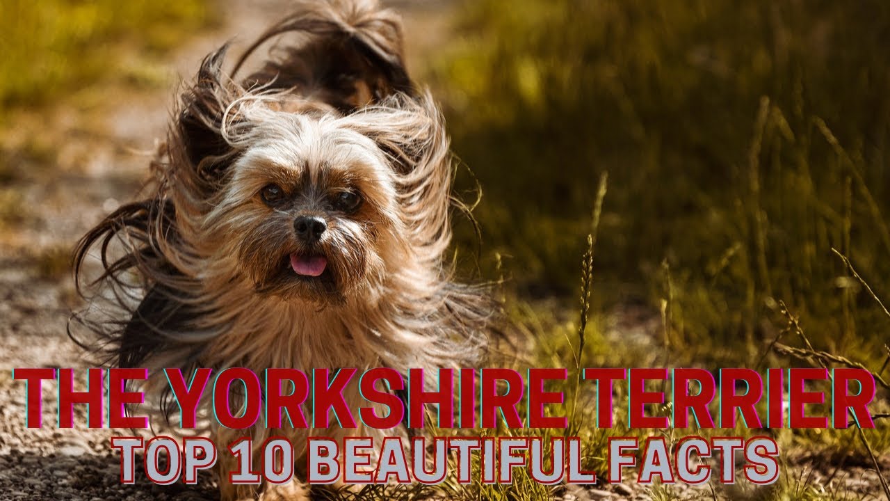 The Yorkshire Terrier 🐕 | Top 10 beautiful facts - YouTube
