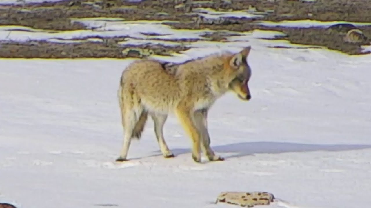 Coyote Searching for Food in Snow - Bison Live Cam Highlight 11/19/17 ...