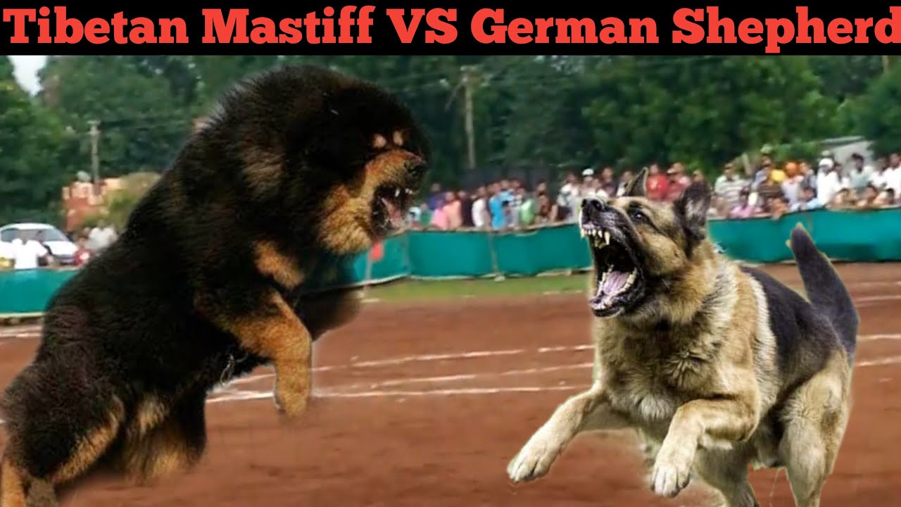 Tibetan Mastiff Vs Rottweiler Fight