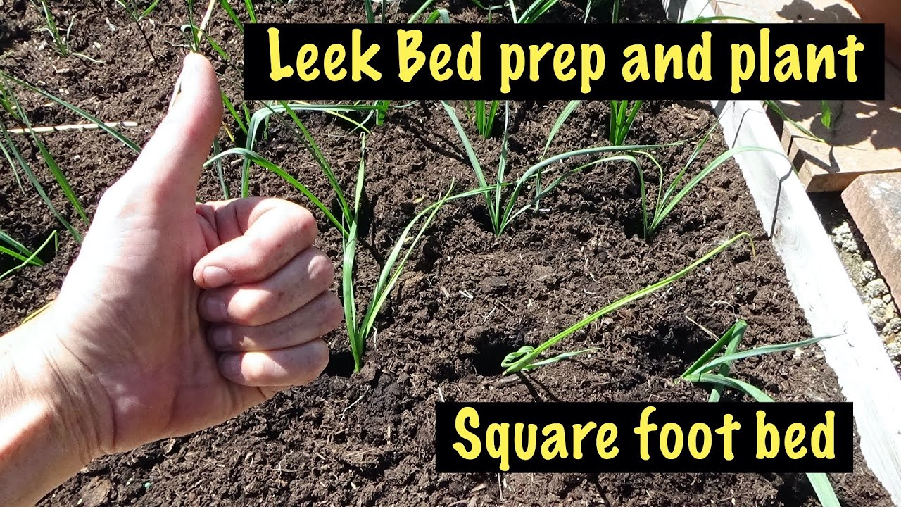 Leek bed Prep and plant in square foot bed - YouTube