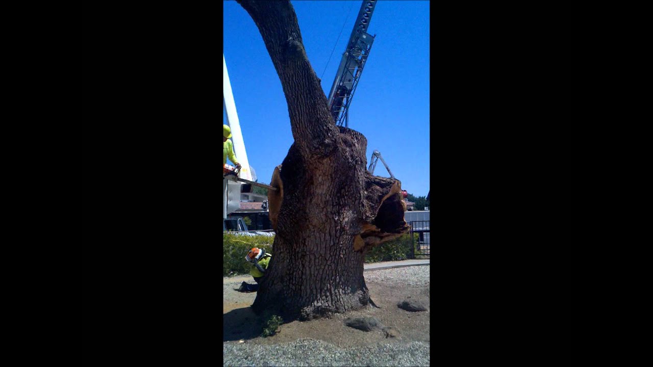 North Valley Tree Service, Chico Oaks Pre-School 2011 - YouTube