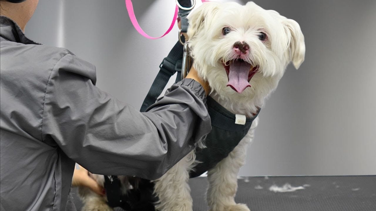 Why No Groomer Would Take Him | A Very Challenging Transformation - YouTube