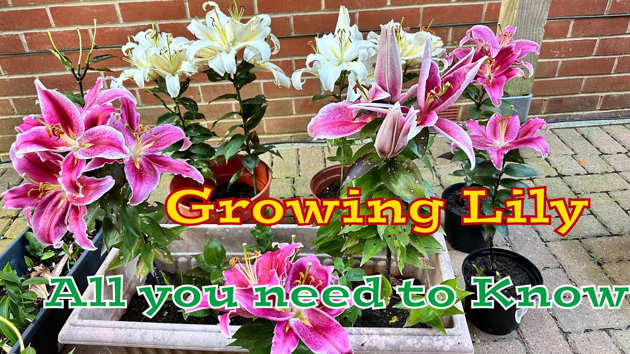 Growing Lily flowers , Pre & Post Flower Care, Overwintering, Growing ...