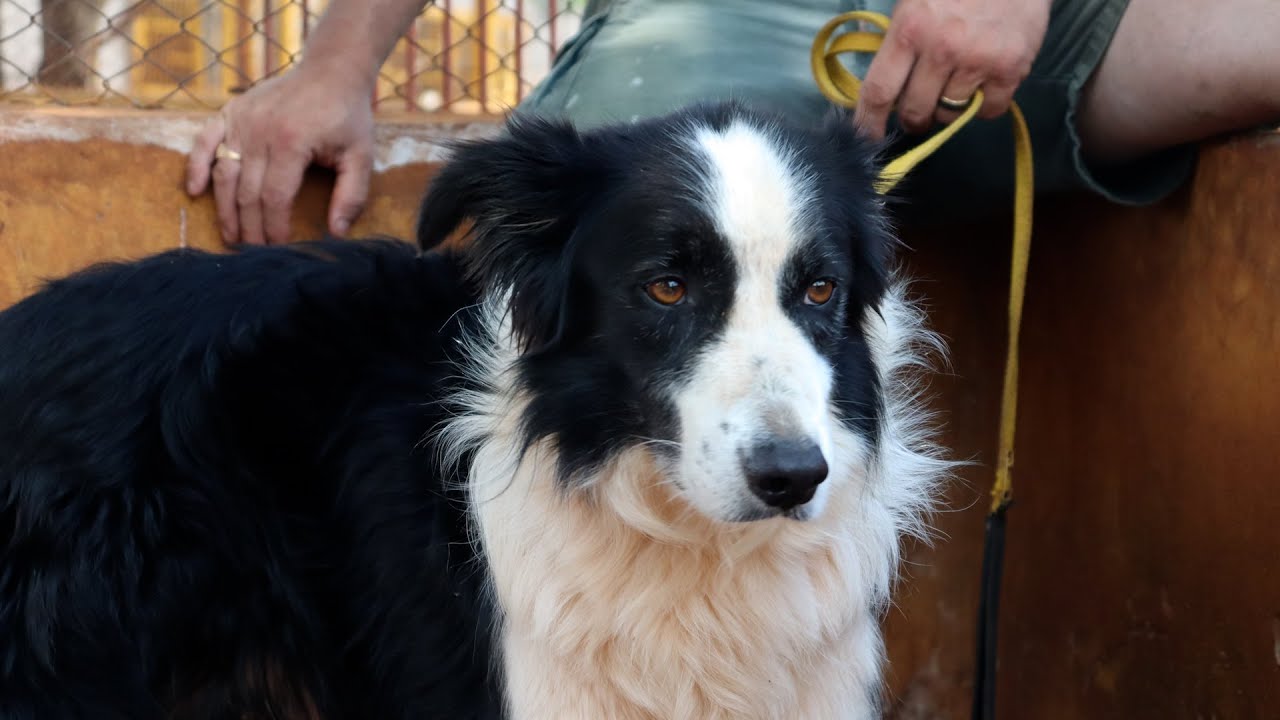 Disponivel para adoção - Mark - Border Collie - YouTube