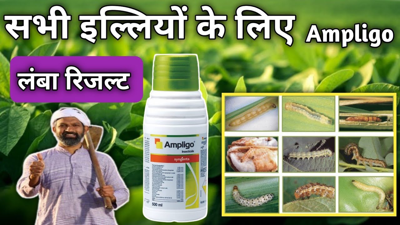 ampligo insecticide syngenta || full information || 2023-24 - YouTube