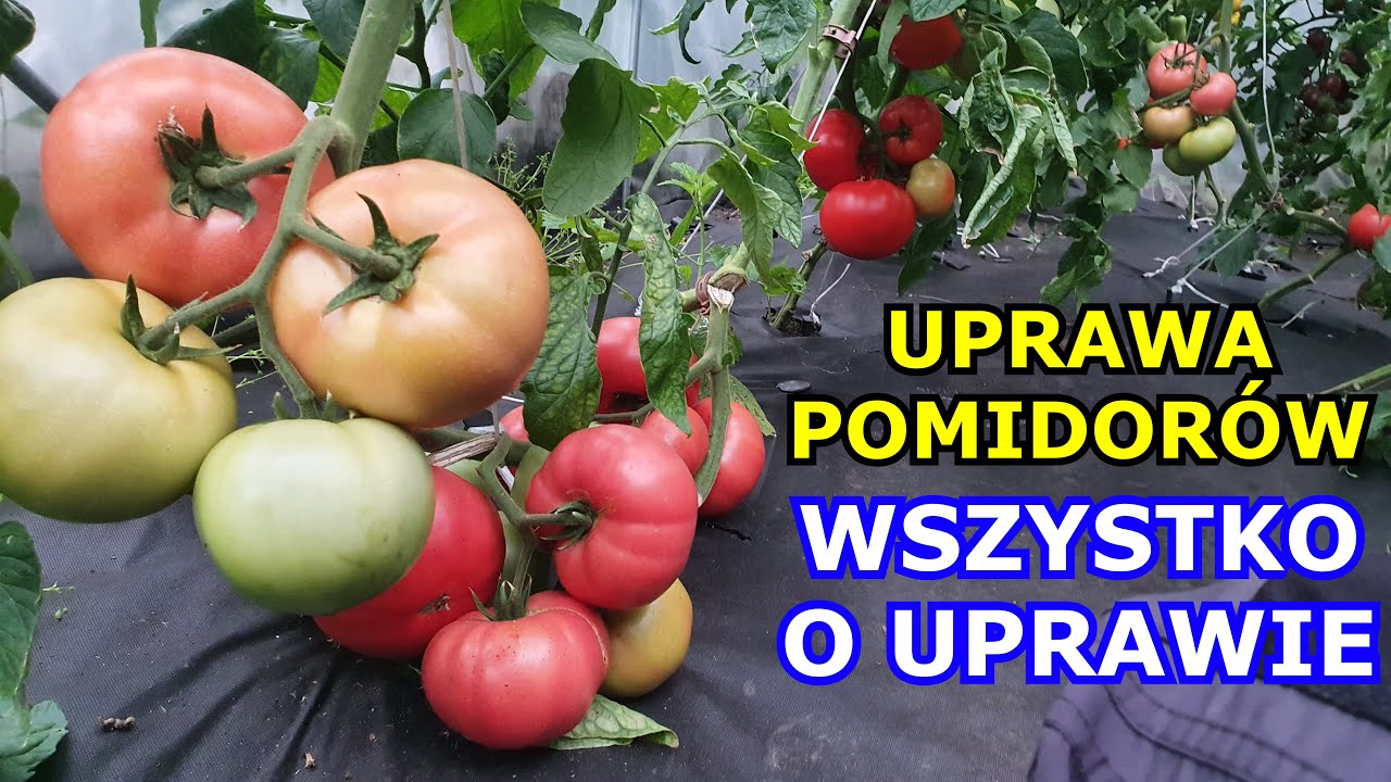Jak uprawiać Pomidory KROK po KROKU - Uprawa Pomidorów od sadzenia do ...