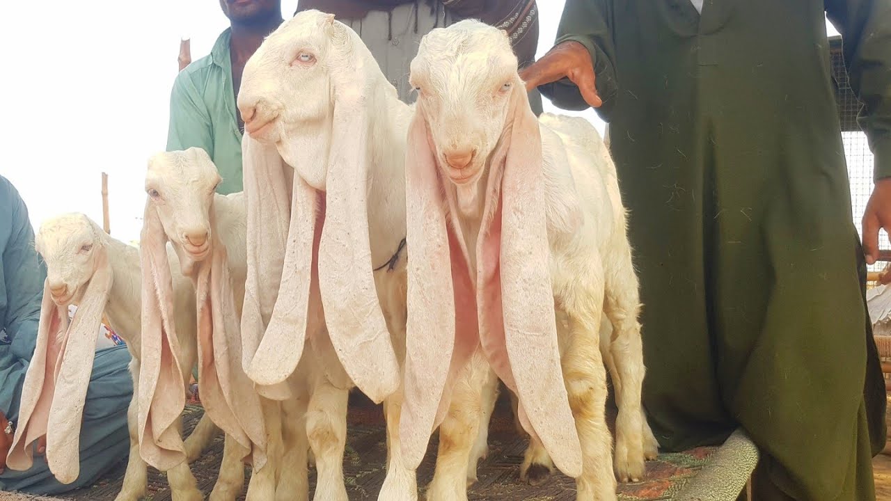 Champion Gulabi Goat | Interview with Owner - YouTube