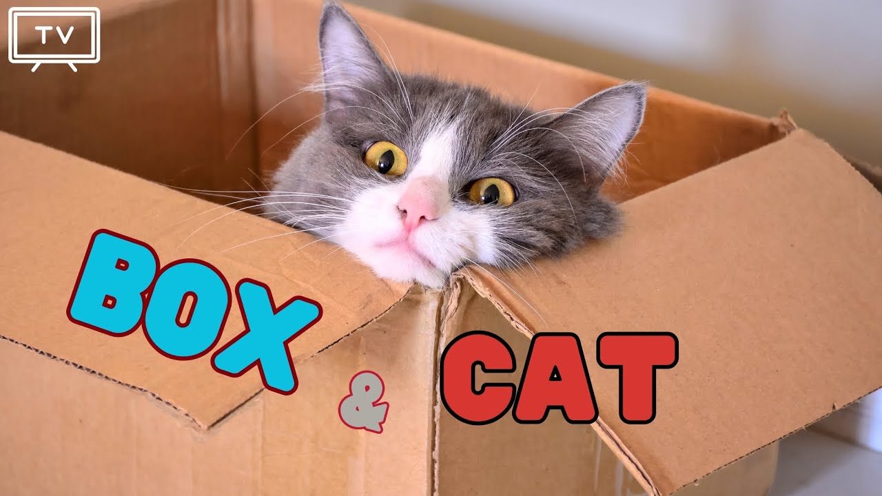 Cat In the Box | Cat Out of the Box 😼 Kitty Cat Videos - YouTube