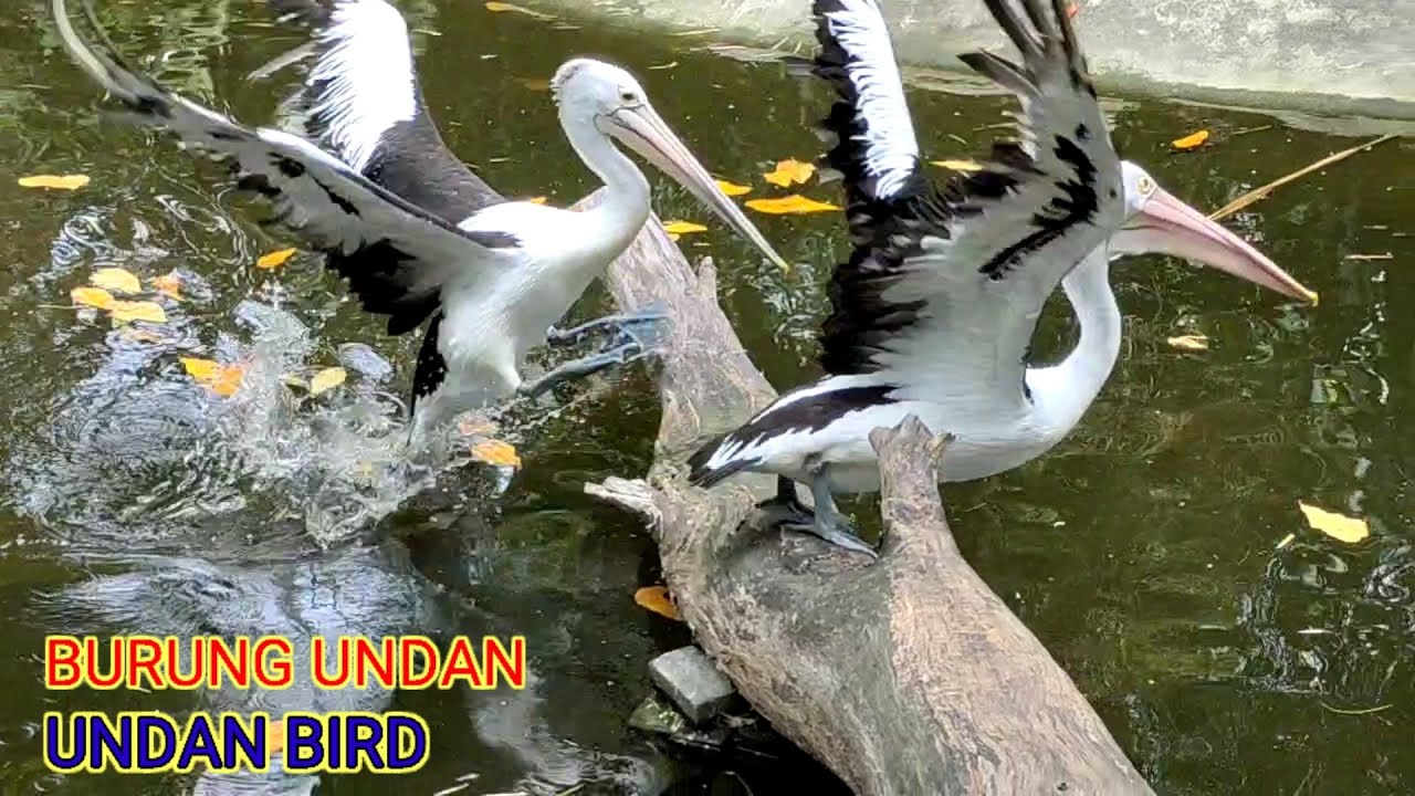 Burung Undan / Undan Bird - YouTube