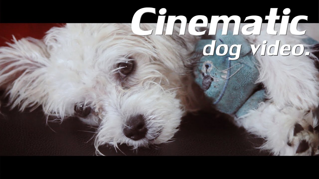 Dog Cinematic. - YouTube