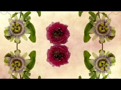 Azər Bəy - 8 Mart Təbriki .