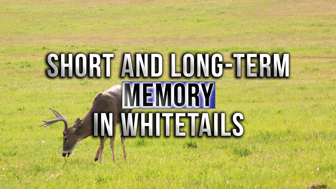 Short and Long-Term Memory in Deer - YouTube