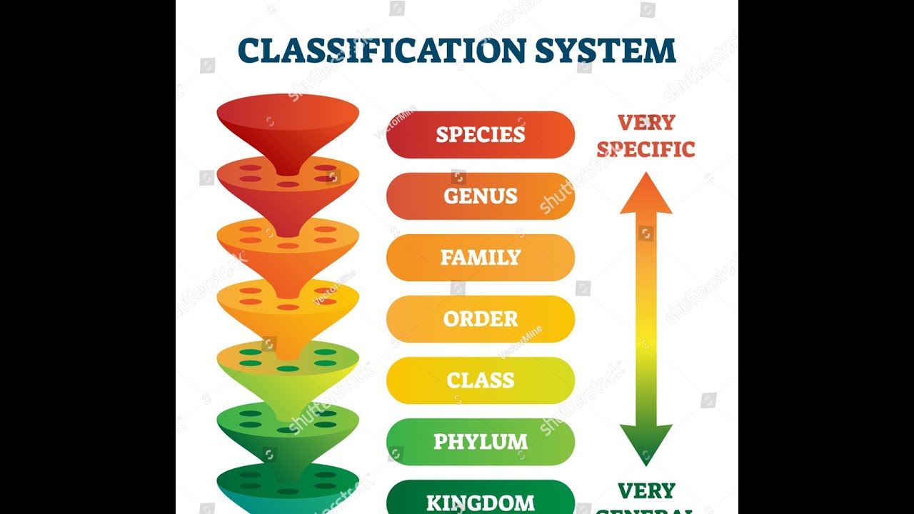 Order, Class, Phylum & Zoological Nomenclature - YouTube