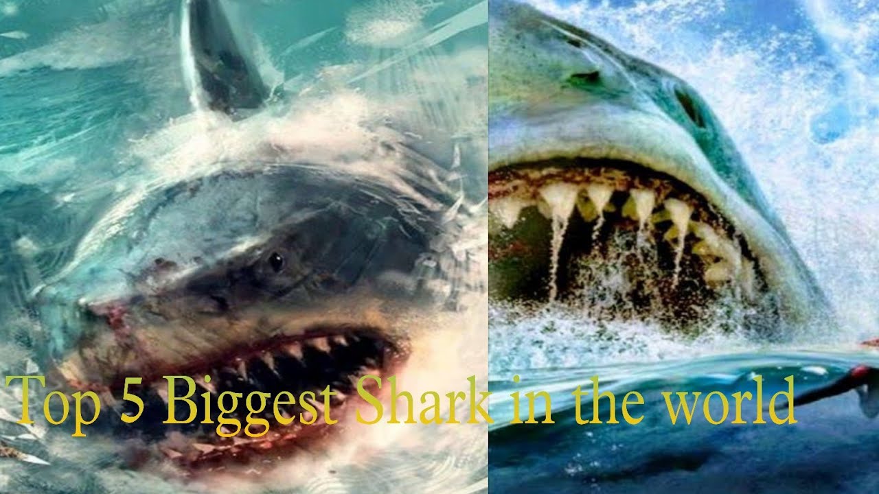 Top 5 Biggest shark in the world 2023 - YouTube