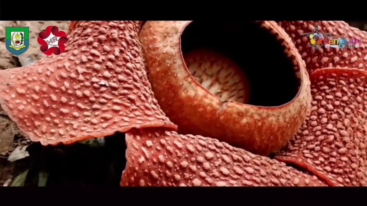 Bunga Rafflesia Arnoldi Bengkulu 2020 - YouTube