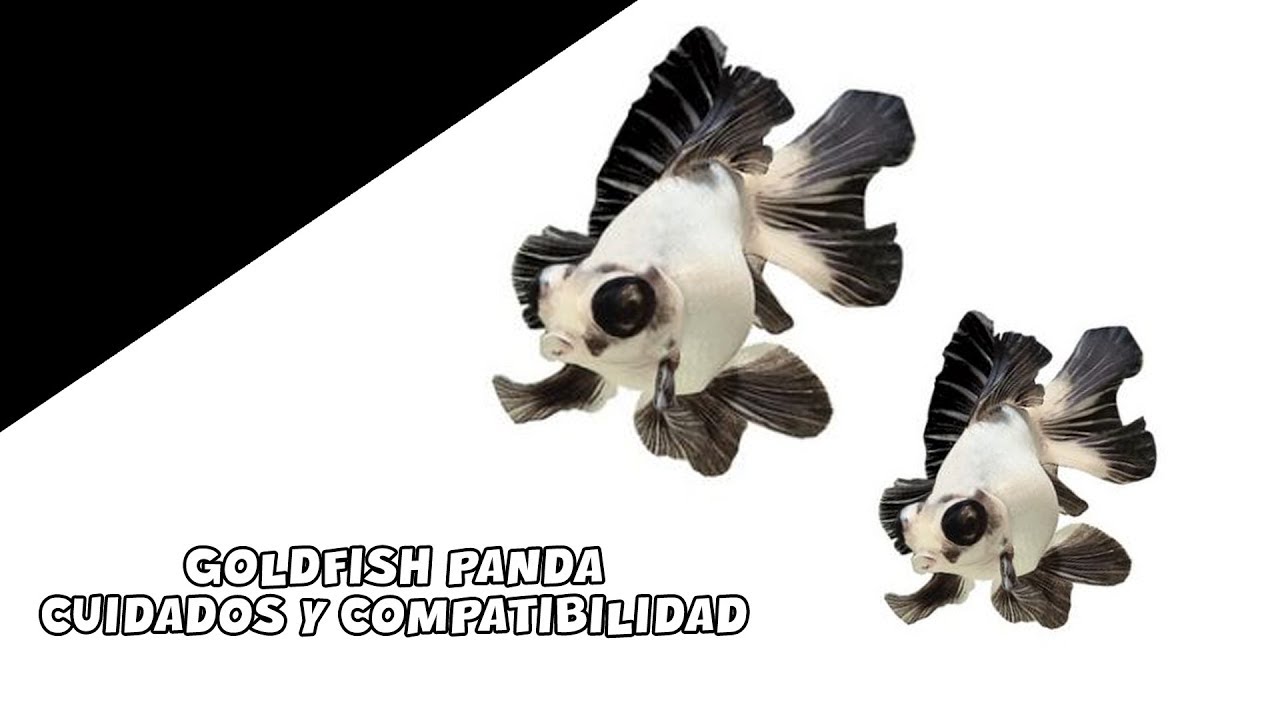 GOLDFISH PANDA | Compatibilidad y Cuidados | AcuariosLP - YouTube