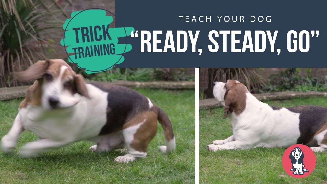 "Ready, Steady, Go" | Focus Training for Reactive and Anxious Dogs PLUS ...