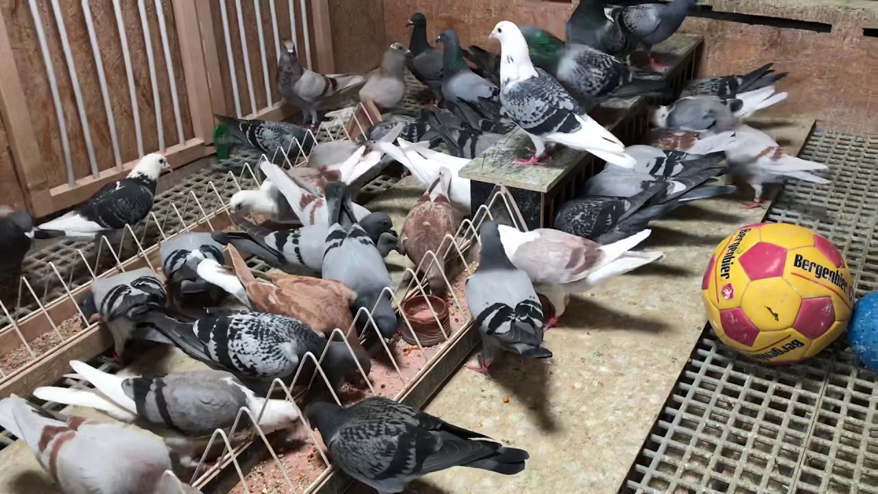 Par. 9 puii 10/06/2020 Cum ținem pui sănătoși 🕊⚖️💉 loft Tulbiță ...