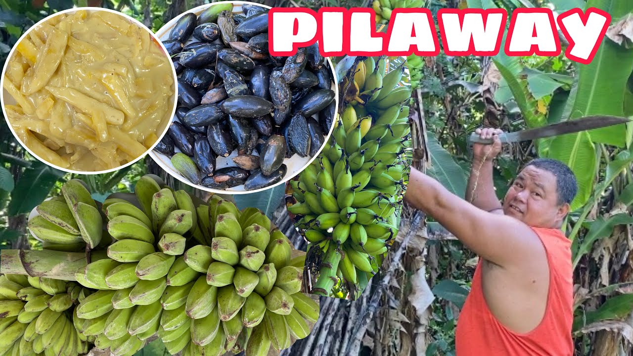 TUMIBA KAMI NG SAGING NA SABA + PAMUMULOT NG PILAWAY (PILINUT ...