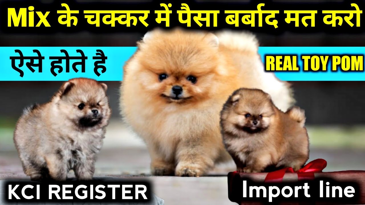 REAL TOY POM | KCI REGISTER TOY POM | IMport line || mix के चक्कर में ...