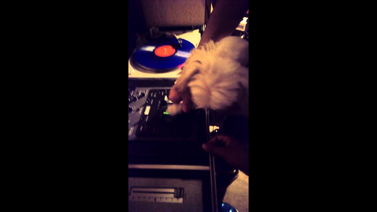 Dog Djing and Scratching - YouTube