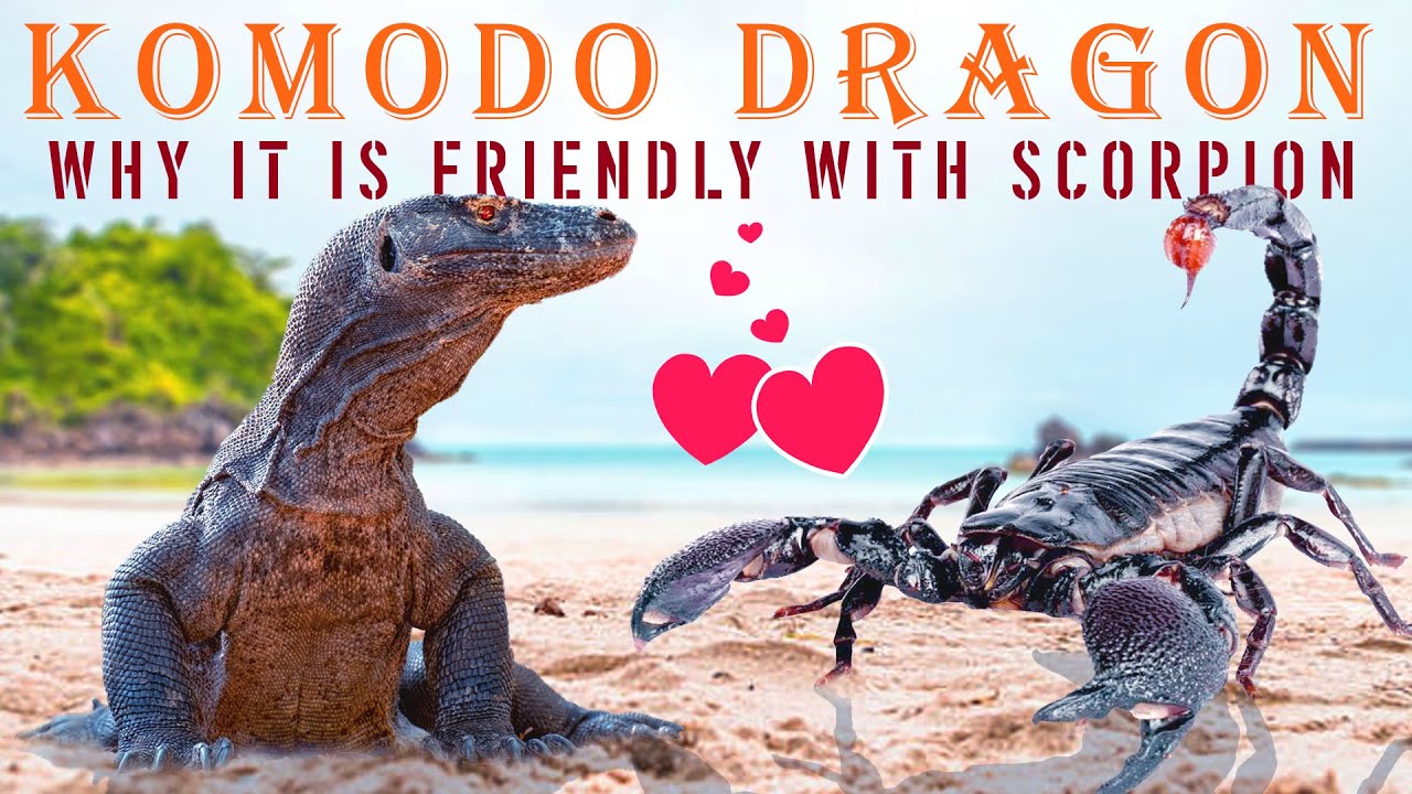 Fascinating KOMODO DRAGON | Why is it friendly with scorpions? - YouTube