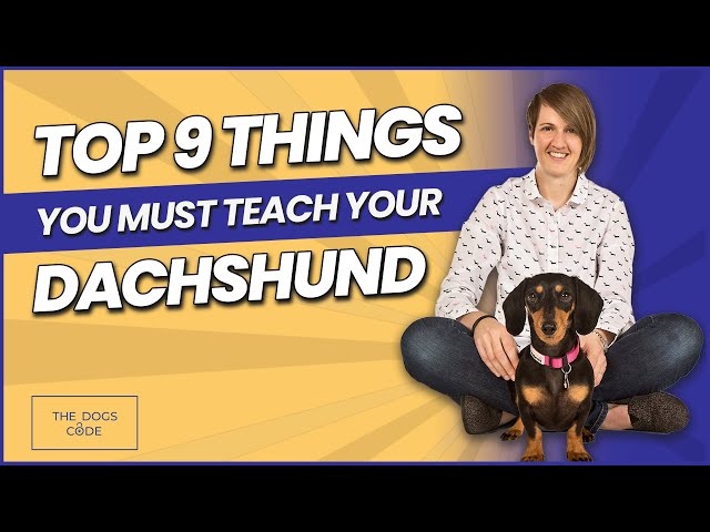 What Tricks Can You Teach A Dachshund