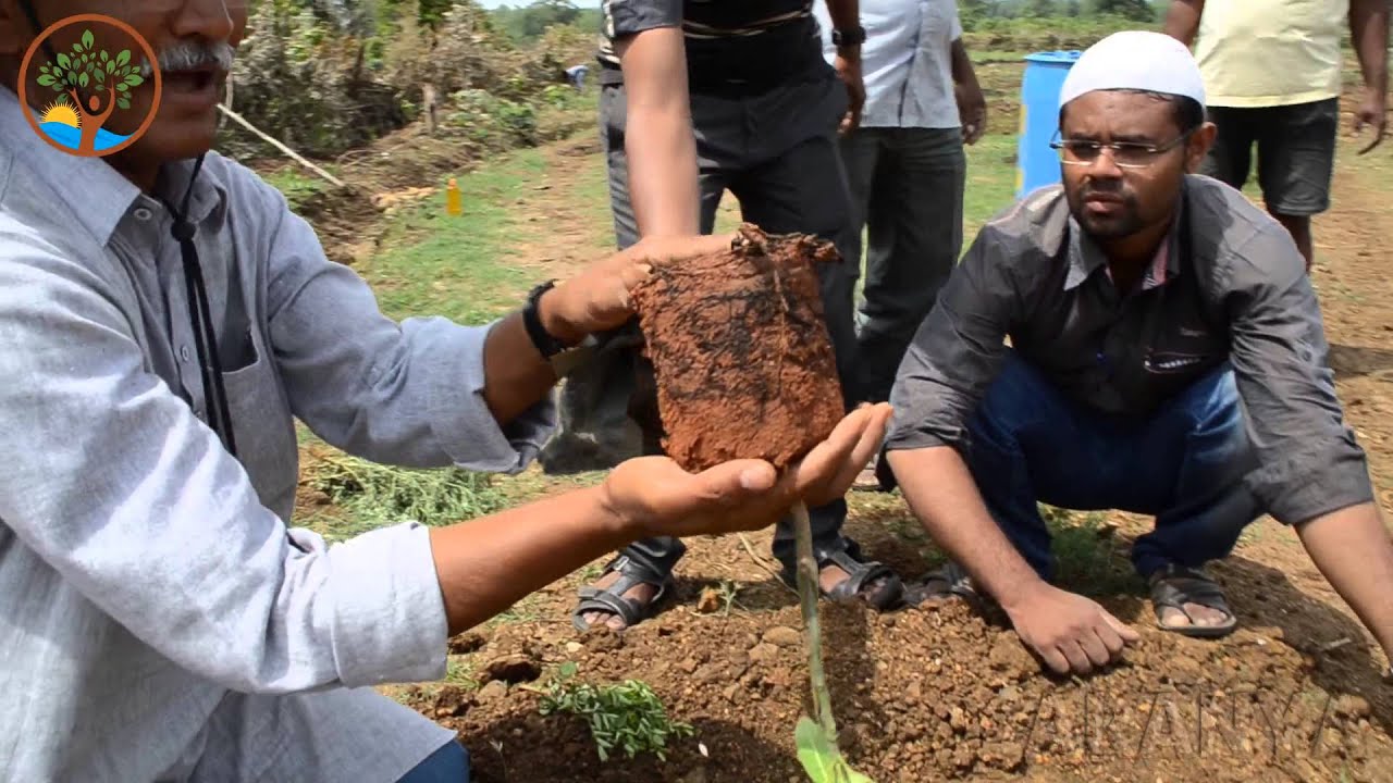 Permaculture - Tree Plantation - YouTube