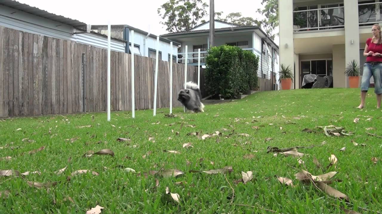 Jedi - 2x2 Weave Training - 6 poles, new location (Session 19) - YouTube