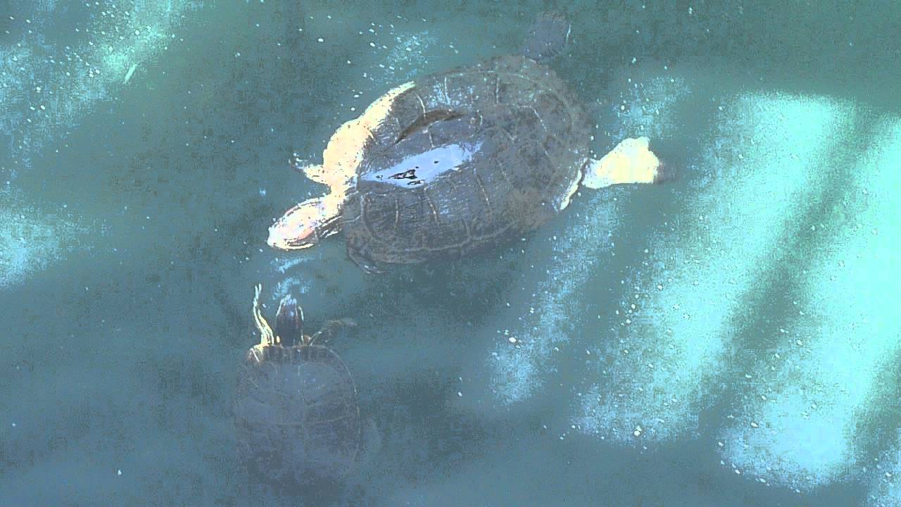 Turtle smacking - YouTube