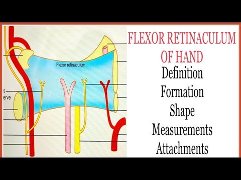 FLEXOR RETINACULUM OF HAND [in details] | CARPAL TUNNEL SYNDROME - YouTube