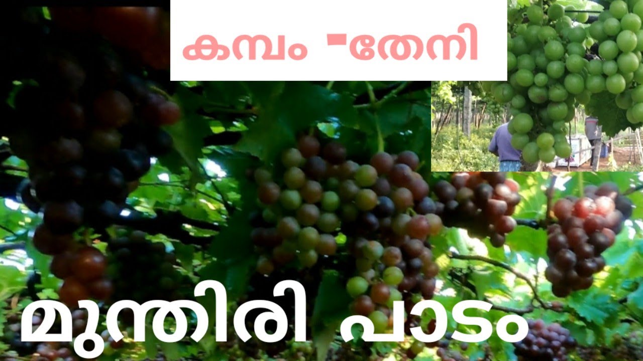 GRAPES GARDEN VISIT💐CUMBUM-THENI💐TAMILNAD. - YouTube