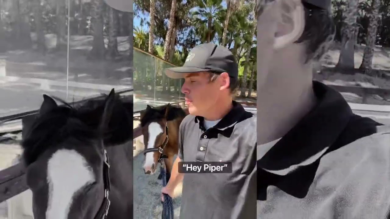Evan & Piper The Pony - APRIL 2022 COMPILATION - pony power, toms diner ...