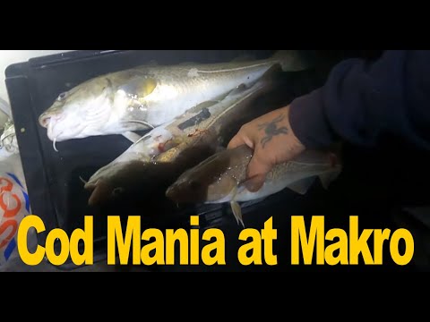 UK Sea Fishing - MAKRO - River Humber. Cod Coming Out All Over. - YouTube
