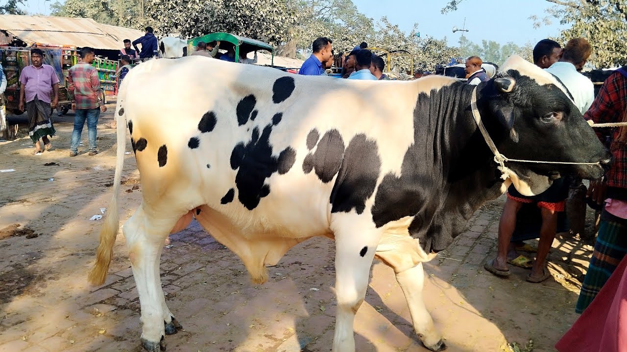 আজ ২৭ মার্চ ২০২৫ || সুন্দর সুন্দর ষাঁড় গরু দেখুন ধাপের গরুর হাট বাজার ...