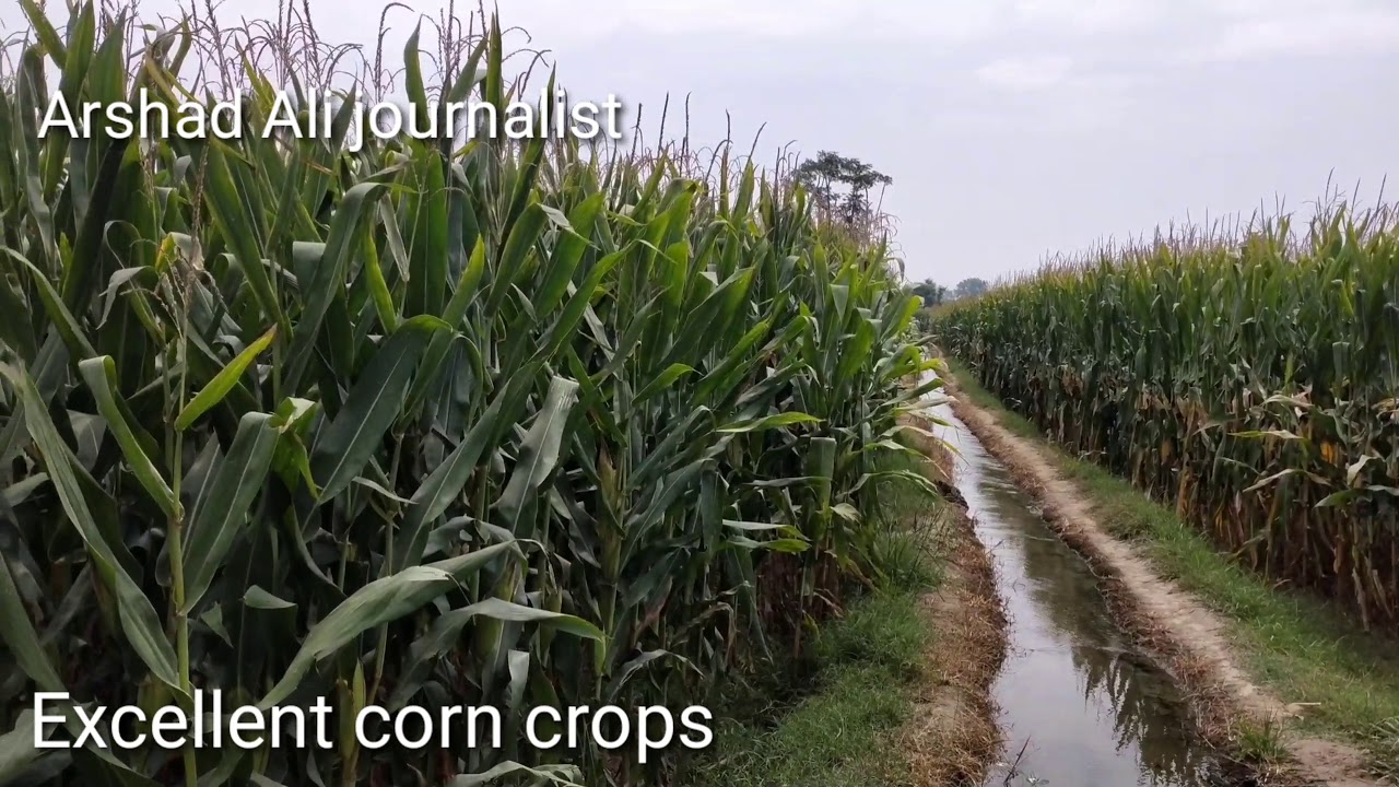 How is the corn crop like? @Very nice natural views - YouTube