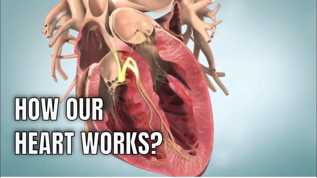 Anatomy & physiology of Human heart: 3D medical animation - YouTube
