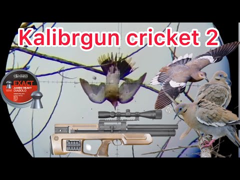 Kalibr cricket 2 bullpup. Dove hunting - YouTube