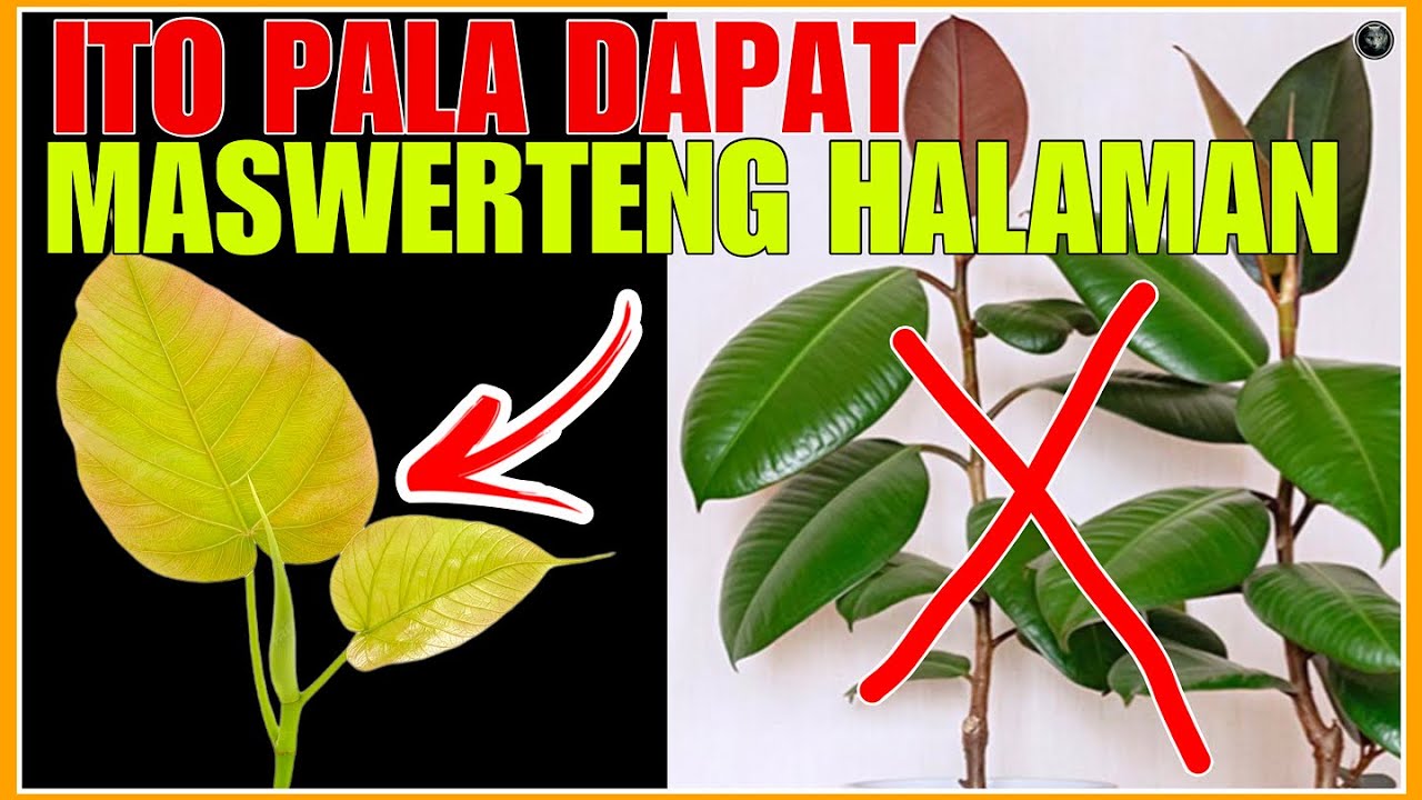 Ito Pala ang Maswerteng Halaman na Marapat na Magkameron Ka ,Lucky ...