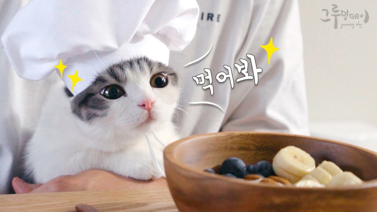 고양이와 함께하는 브런치 cat made cereal - YouTube