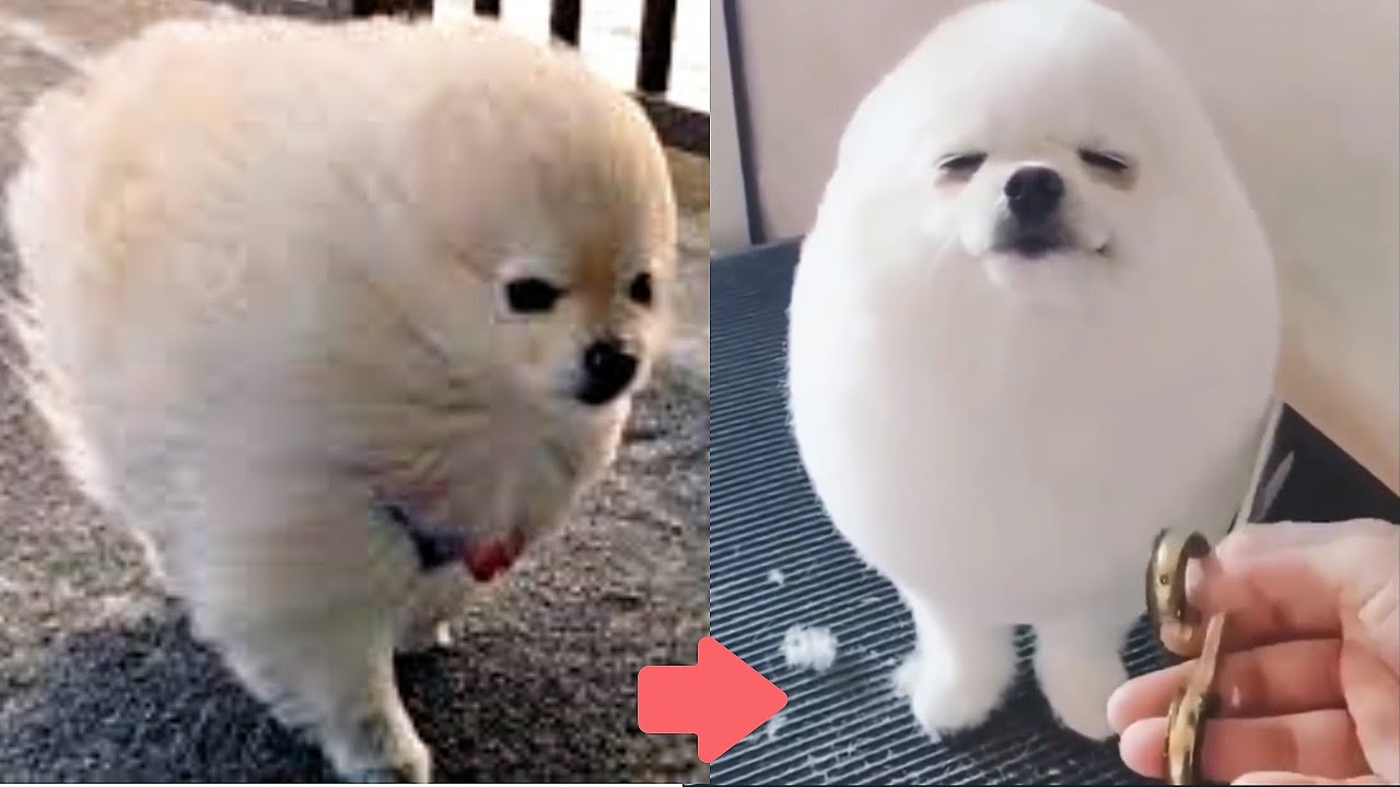 INCREDIBLE EGG DOG - YouTube