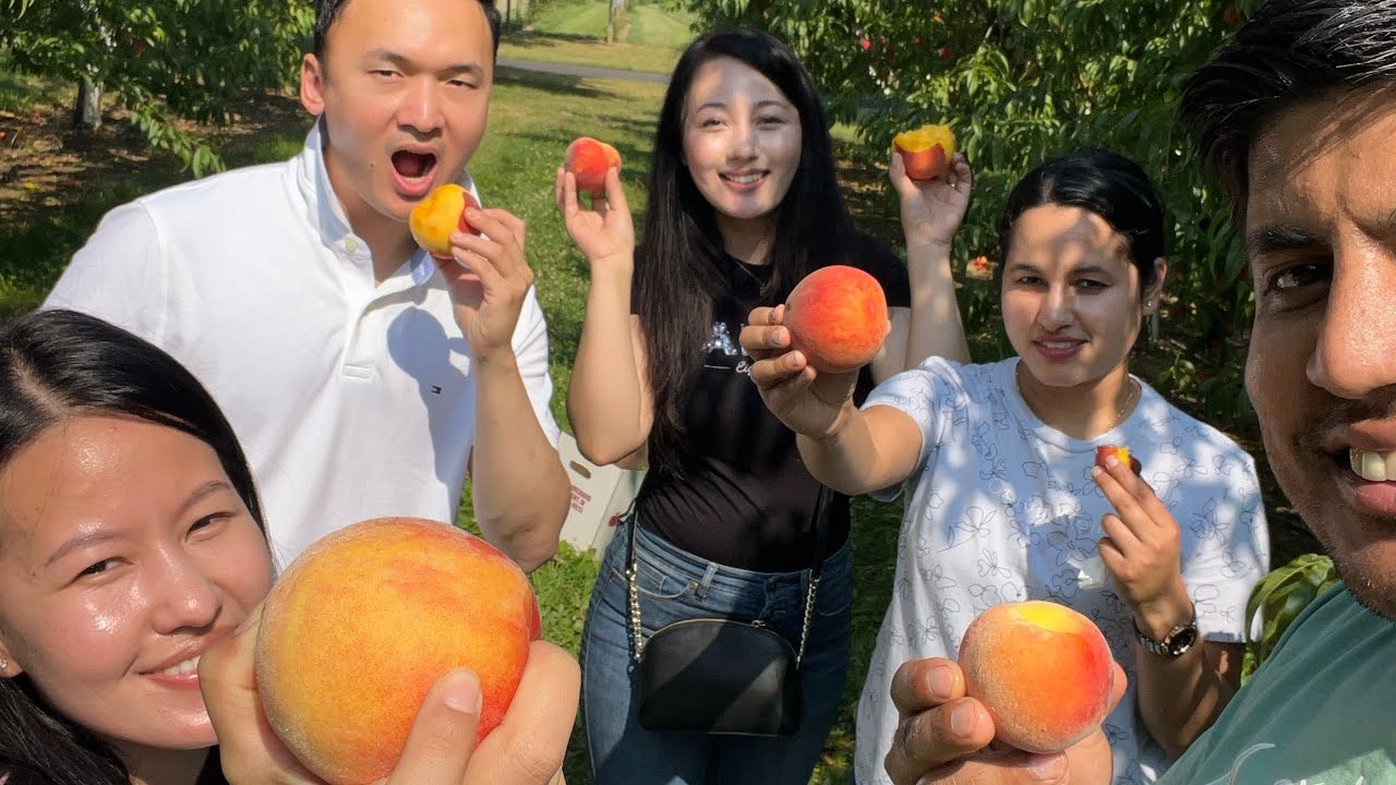 Peach farm tractor ma majja le ghumiyo#travel #nepalivlog #kathmandu ...