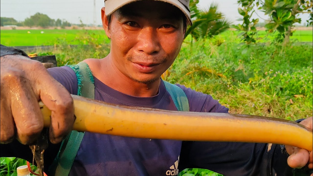 13 Kích Lươn Trong Vườn Mít được Nhiều Lươn Khủng Youtube