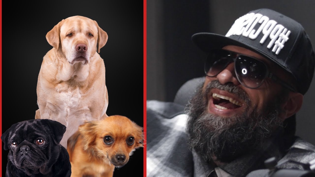 BABO opina que los PERROS SON PUÑET45 - YouTube