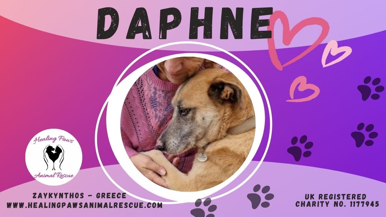 Adopting an Adult Dog like Daphne! - YouTube