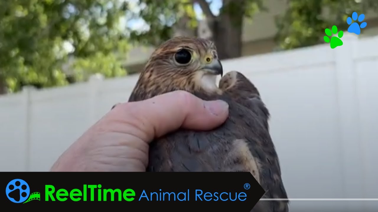 Fantastic Flight from Recovered Falcon | Living Sky Wildlife ...