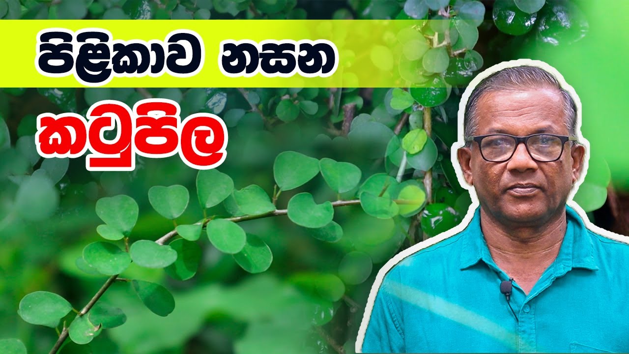 පිළිකාව නසන කටුපිල | Katupila | Ceylon Agri | Episode 386 - YouTube