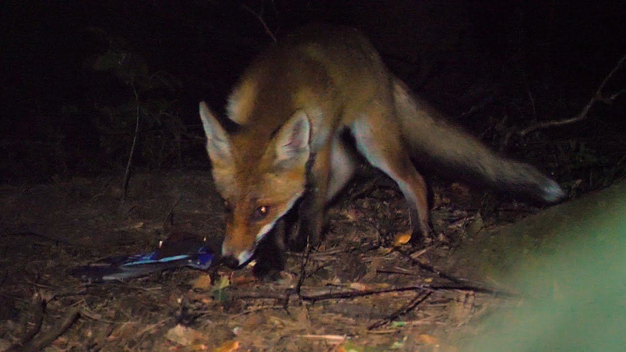 A Polish fox tried to steal my food! l Ep 2 l Across Europe with a ...